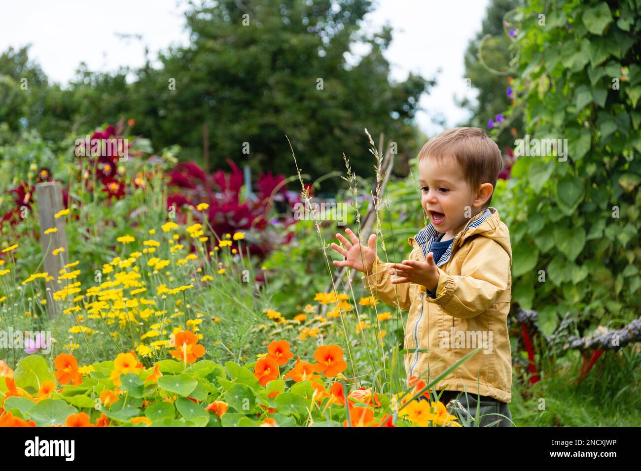 Little boy touching the flowers in the garden Stock Photo - Alamy