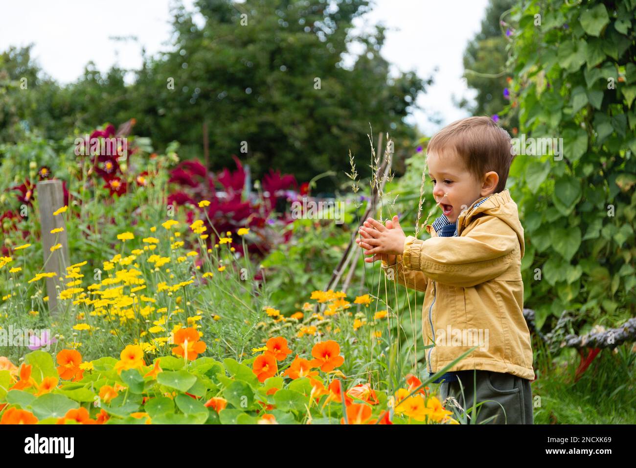 Little boy touching the flowers in the garden Stock Photo - Alamy