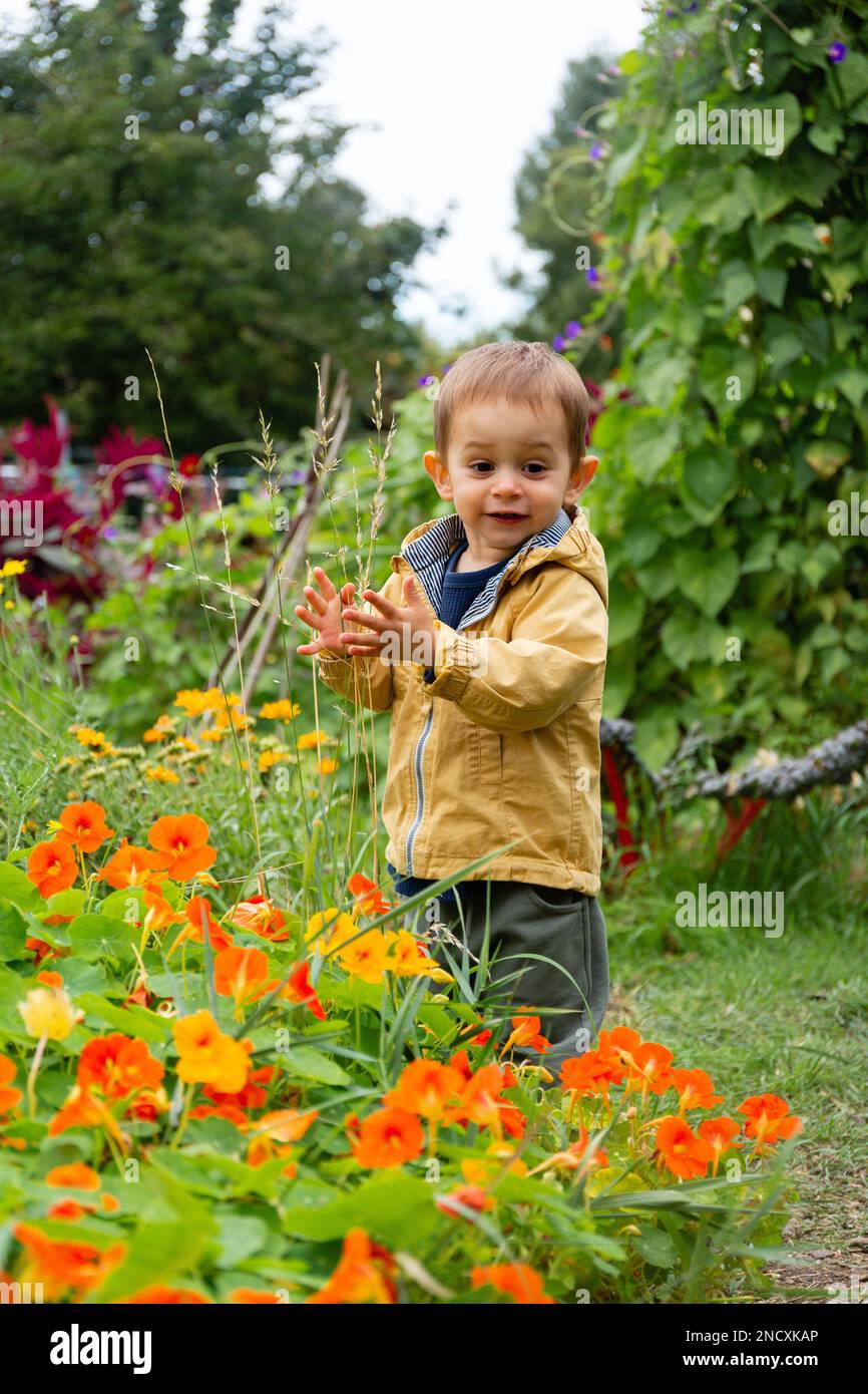 Little boy touching the flowers in the garden Stock Photo - Alamy