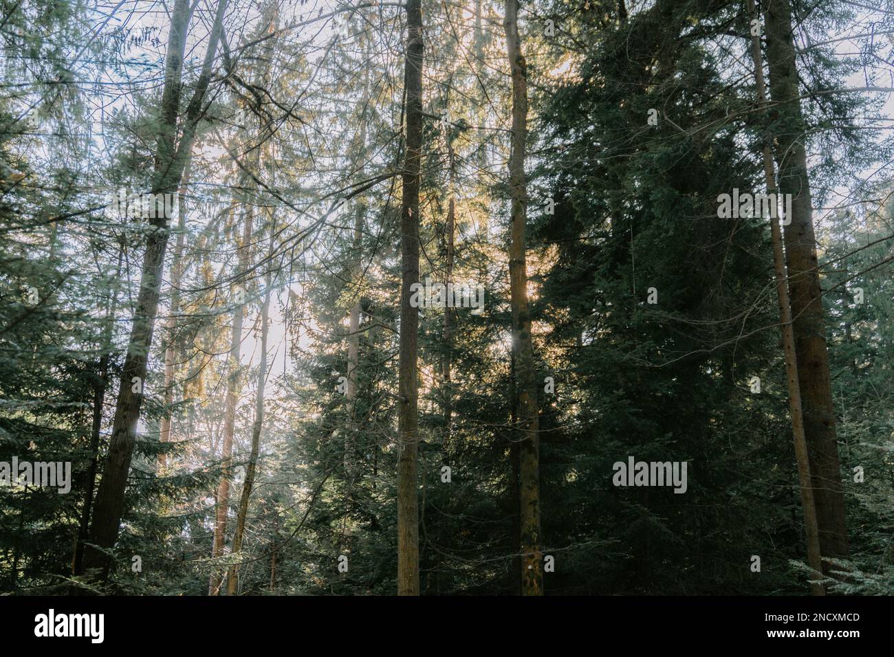 Sun shafts shining through the forest in Slovenia Stock Photo - Alamy
