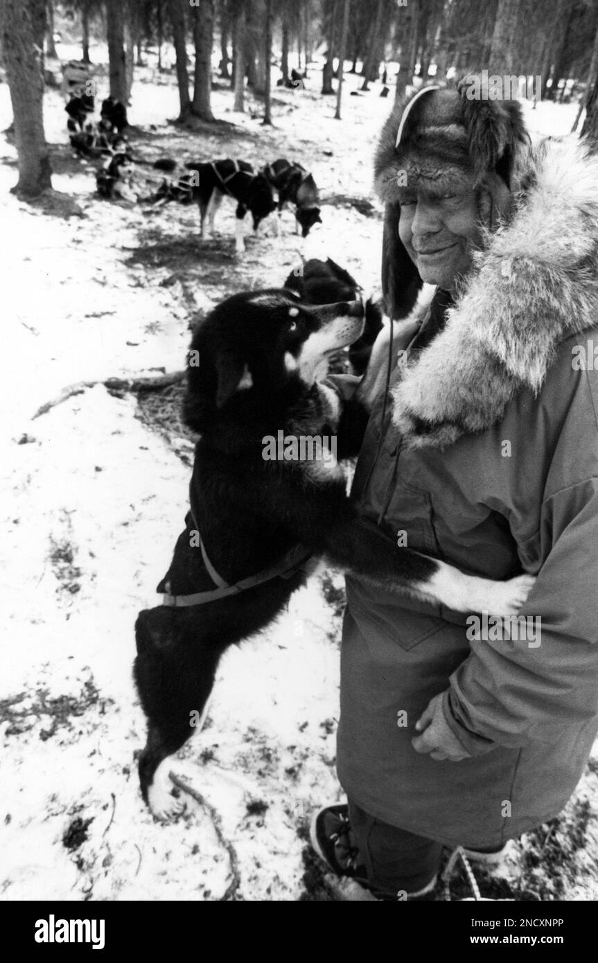 Maggie, an Iditarod sled dog jumps up on her musher, Joe Redington Sr ...