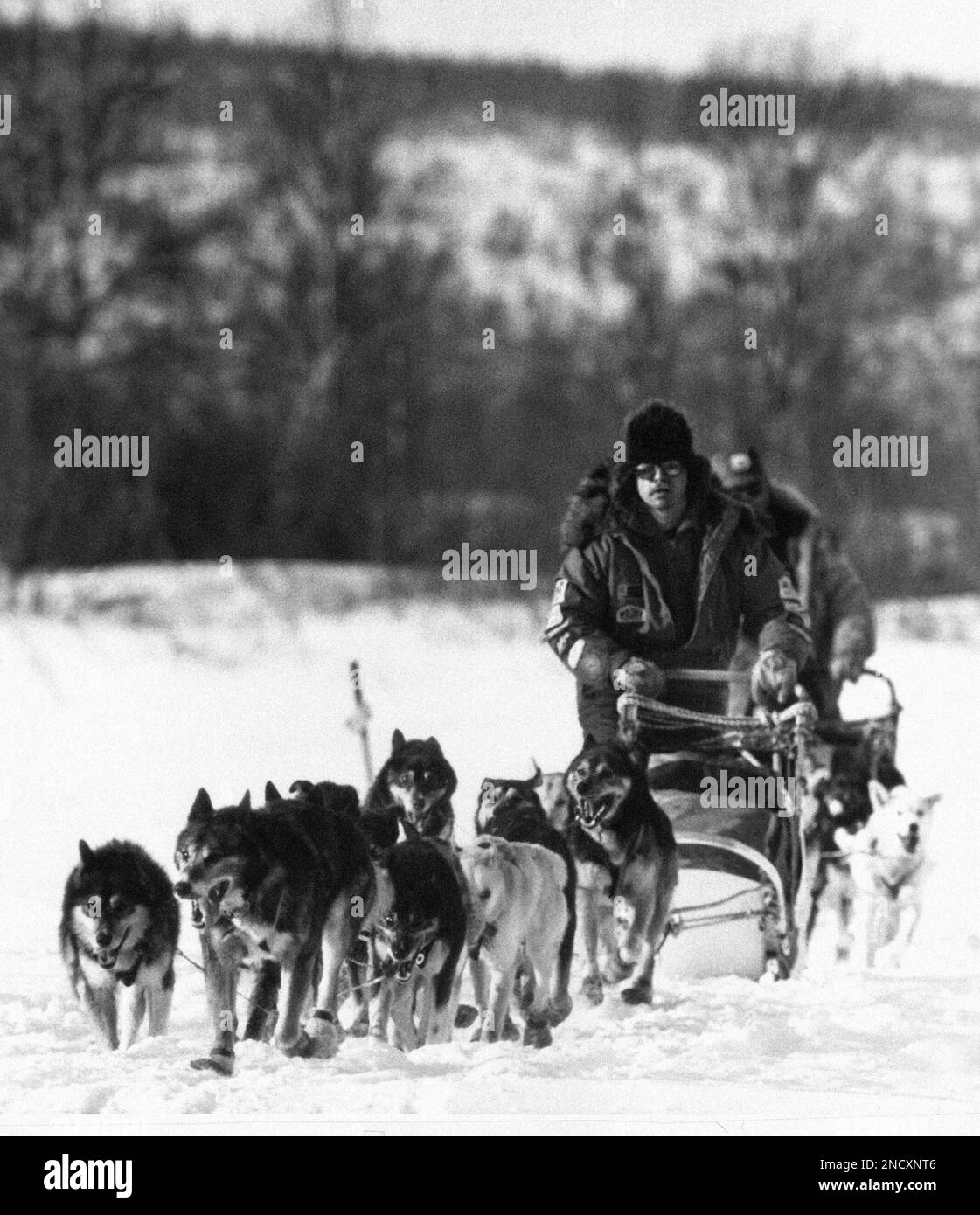Duane Halverson of Trapper Creek, Alaska pulls onto the Iditarod river ...