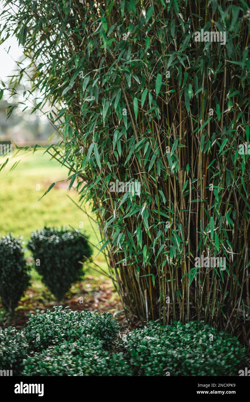 Bamboo in a chinese garden at spring, in Germany Stock Photo - Alamy