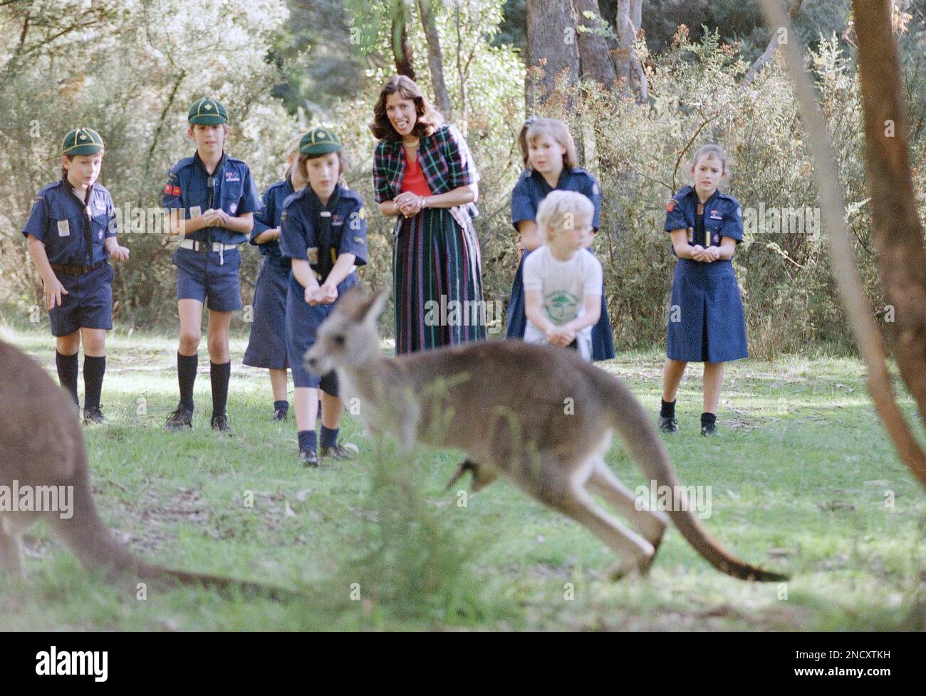 Marilyn Quayle, wife of Vice-President Dan Quayle, feeds red kangaroos ...