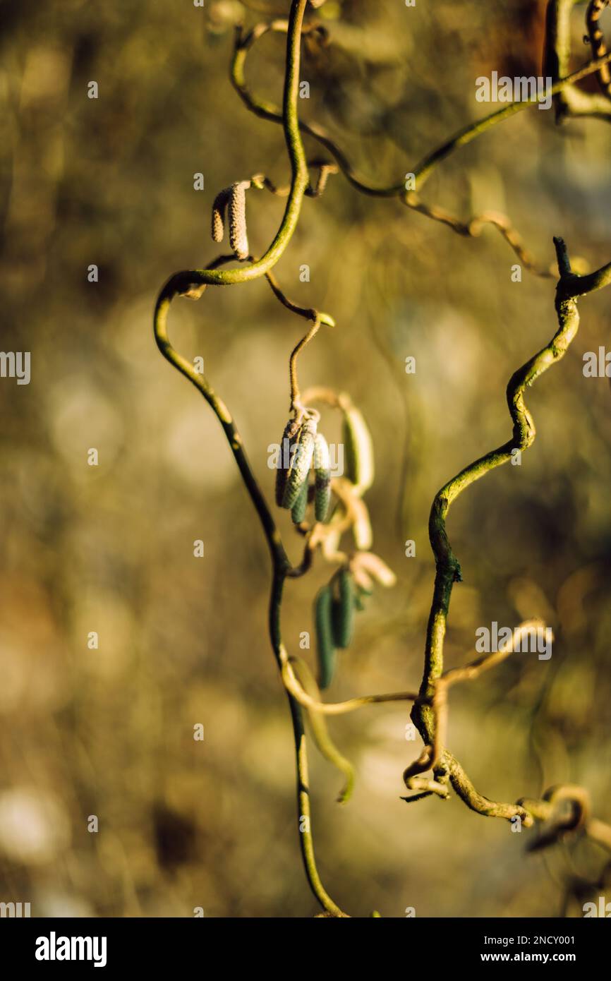 Corkscrew bush hi-res stock photography and images - Alamy