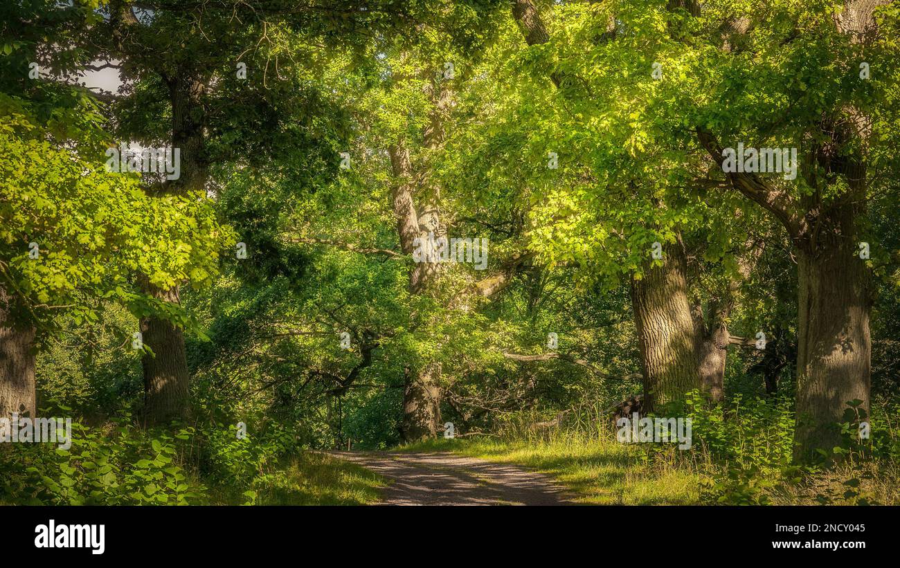 A mesmerizing shot of a pathway in the forest with green oak trees in ...