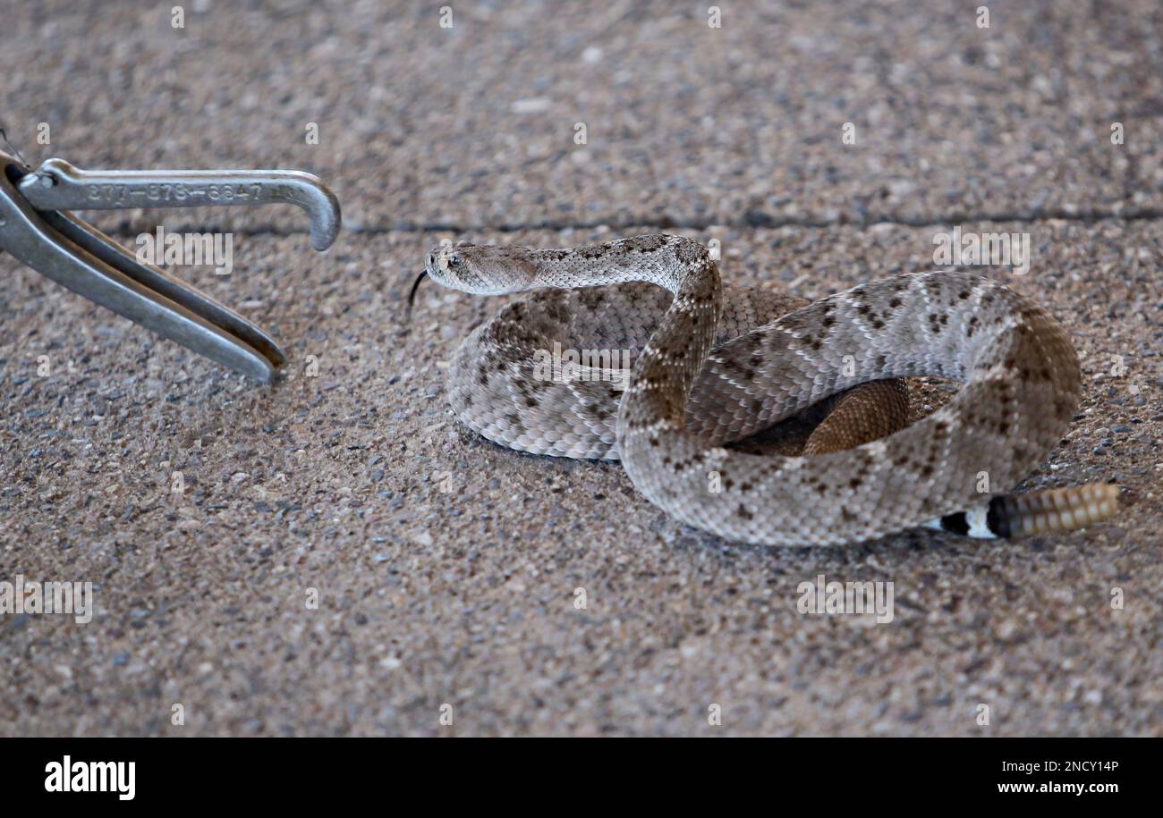 A Sun City firefighter approaches a western diamondback rattlesnake ...