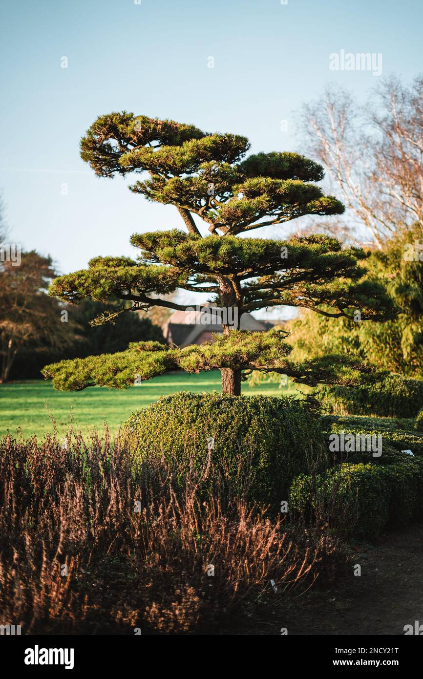 Shore pine pinus contorta contorta hi-res stock photography and images ...