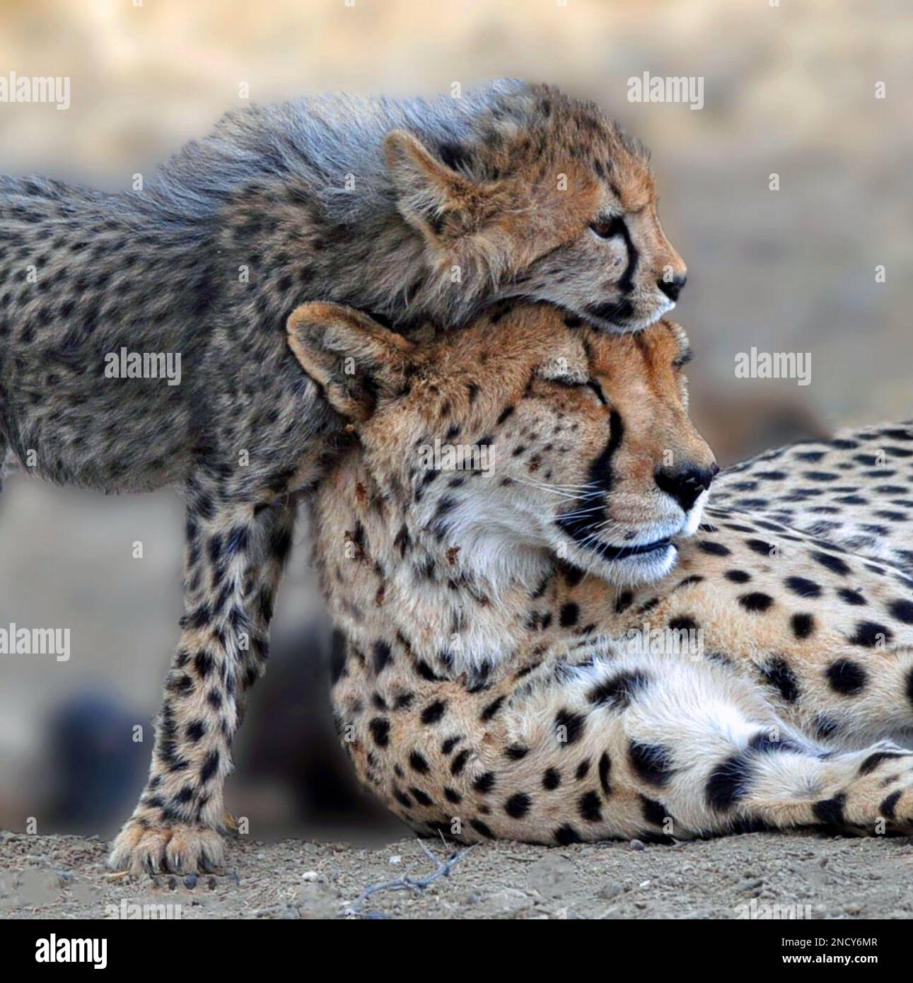 Cheetah cub bonding hi-res stock photography and images - Alamy