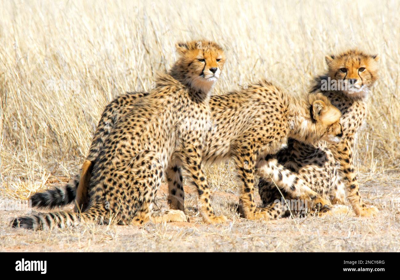 Three cheetah cubs in a wildlife reserve, South Africa Stock Photo - Alamy