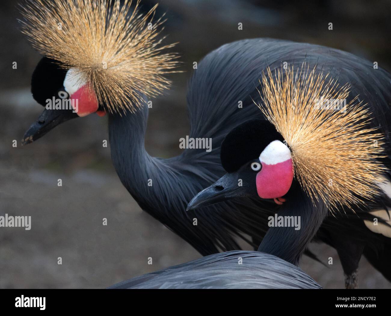 Two crowned cranes standing side hi-res stock photography and images ...