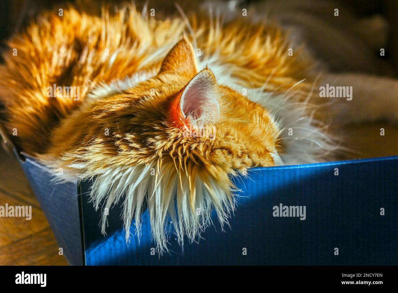 Real pretty gorgeous ginger cat sleeps in blue paper box Stock Photo ...