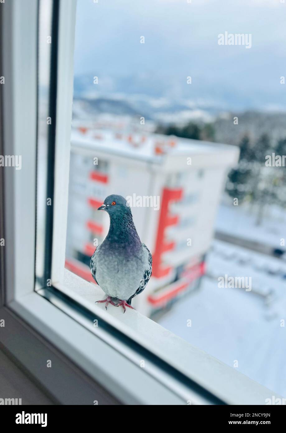 View through a window of a pigeon sitting on a window sill in winter ...