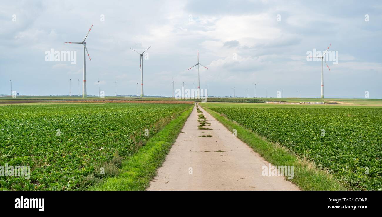 Agricultural path between agricultural fields with wind turbines wind ...