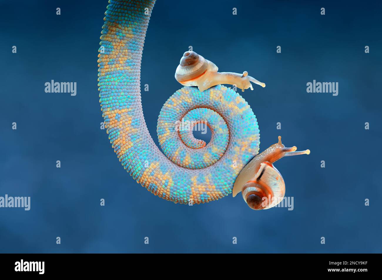 Close-up of two miniature snails on a coiled chameleon tail, Indonesia ...