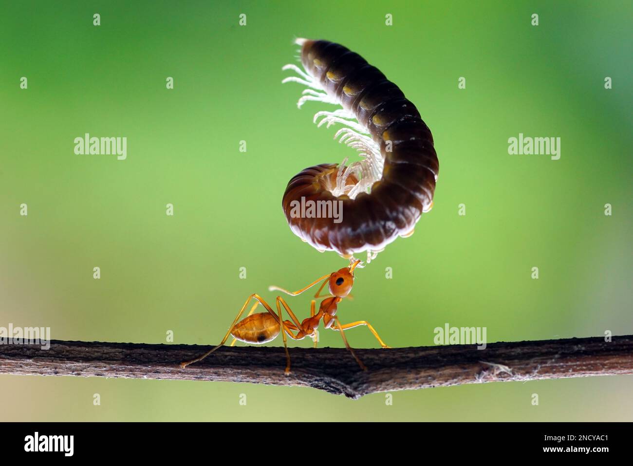 Millipede insect hi-res stock photography and images - Alamy