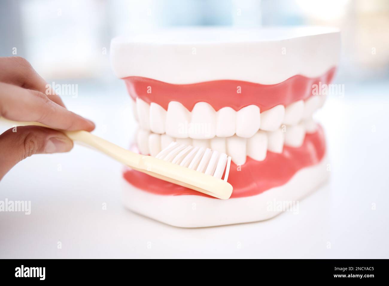 Dental, teeth model and orthodontics, toothbrush in hand and cleaning ...