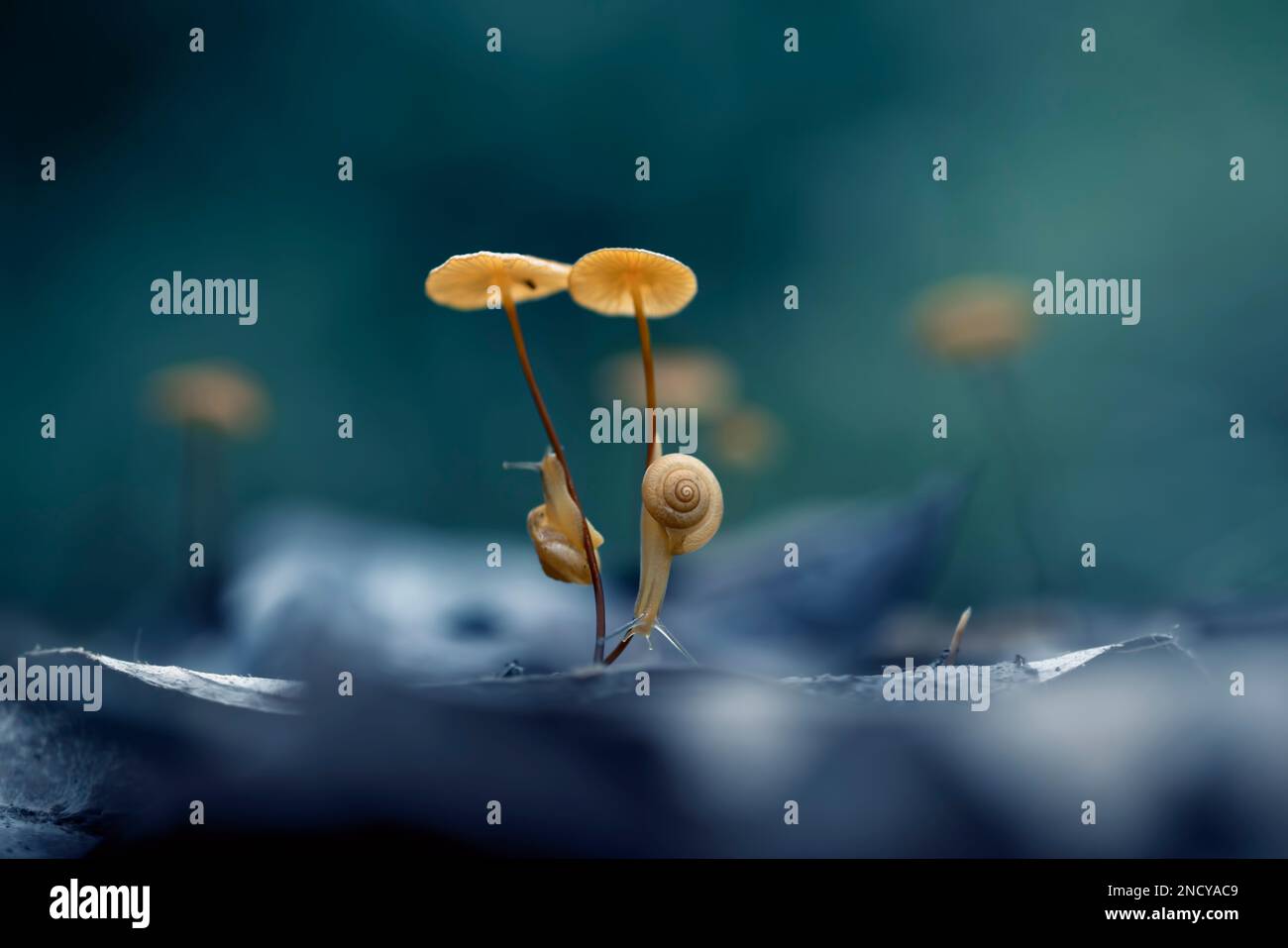 Close-Up of two snails on mushrooms growing on forest floor, Indonesia ...