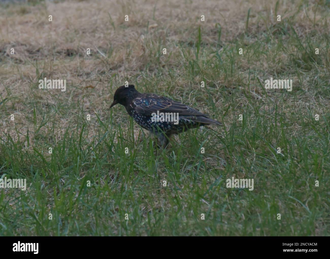 Green starling feathers hi-res stock photography and images - Alamy