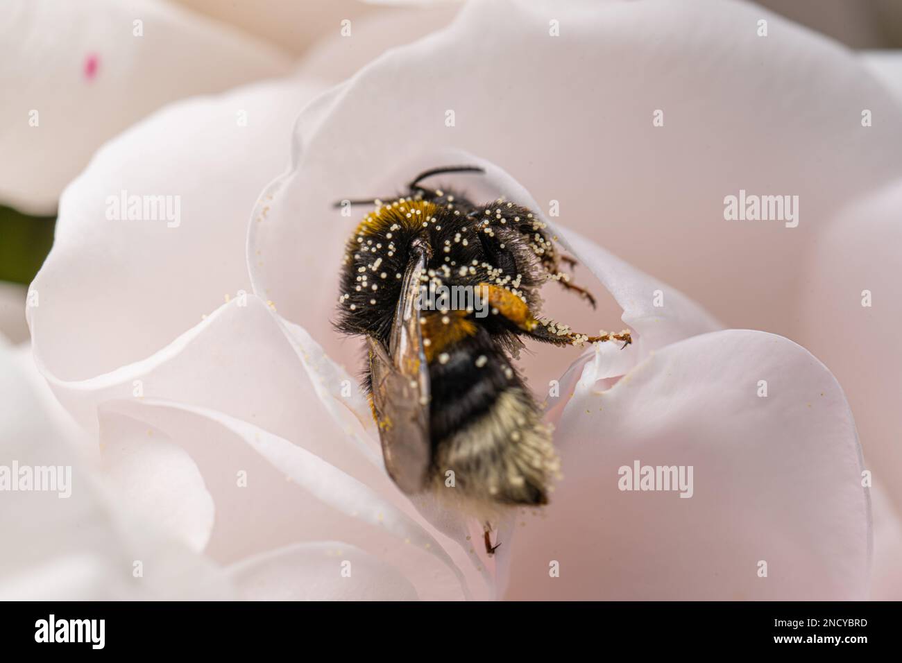 A macro shot of Bombus hortorum, the garden bumblebee covered in pollen ...