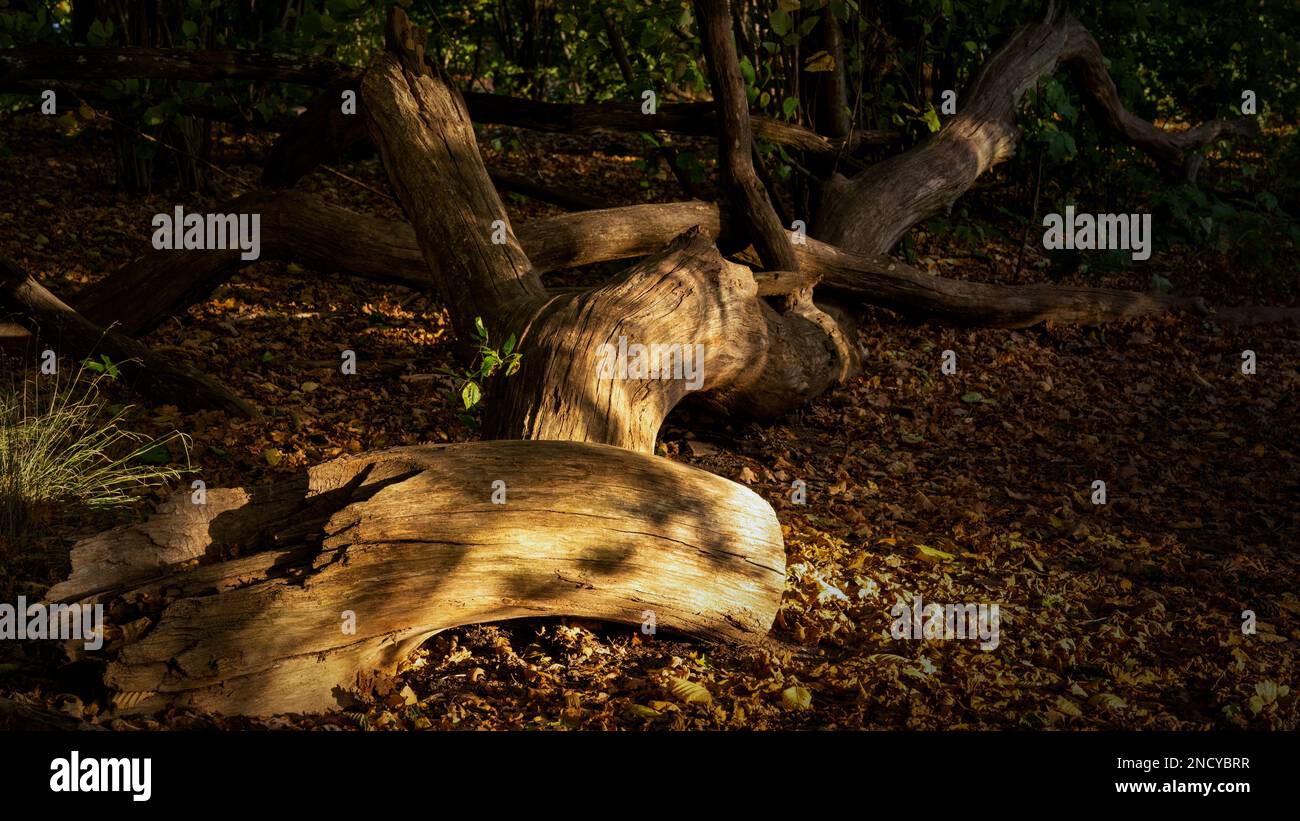 A fallen twisted wooden log on the ground covered with foliage in a ...
