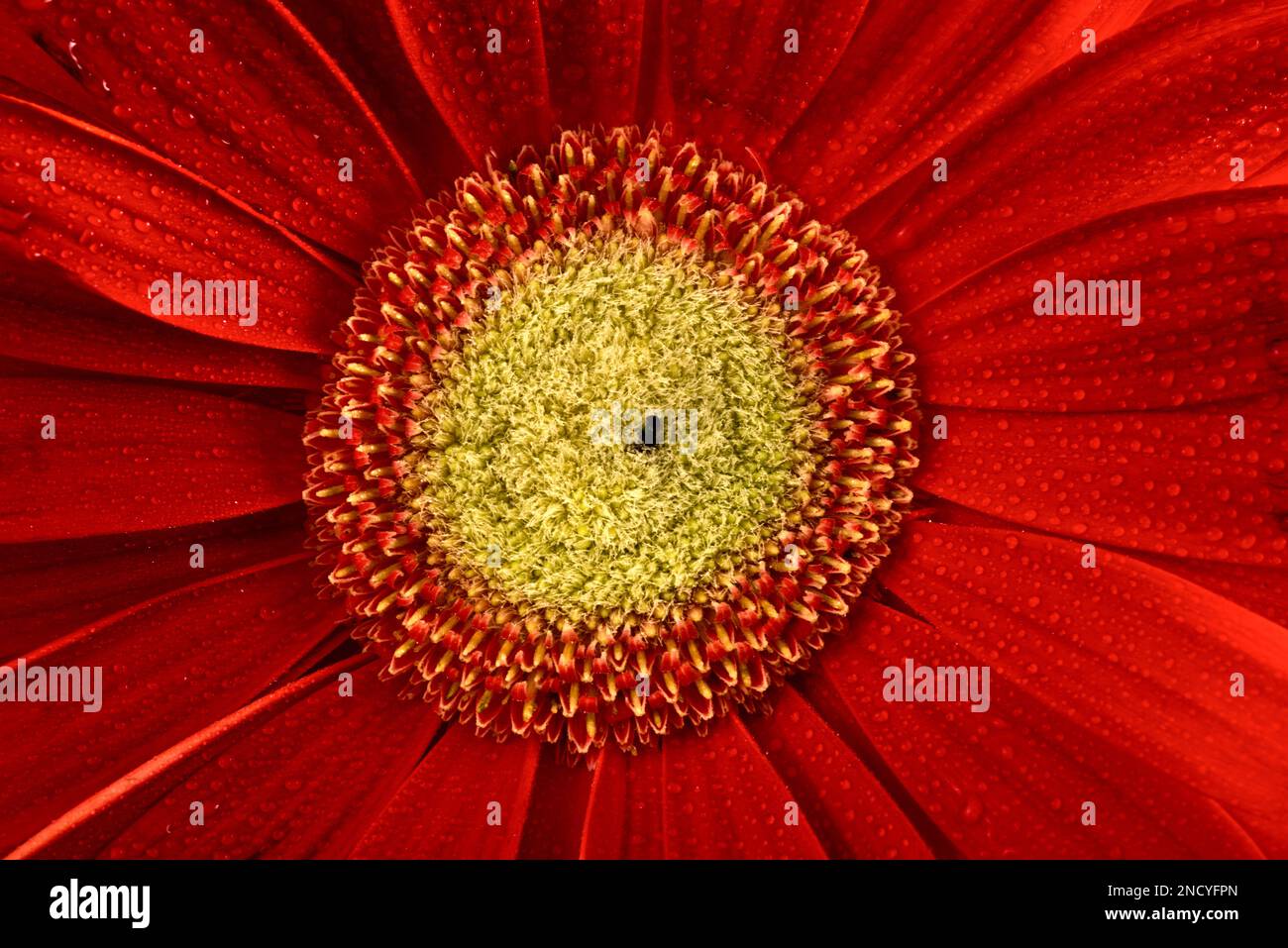 Burgundy gerbera flower Stock Photo - Alamy