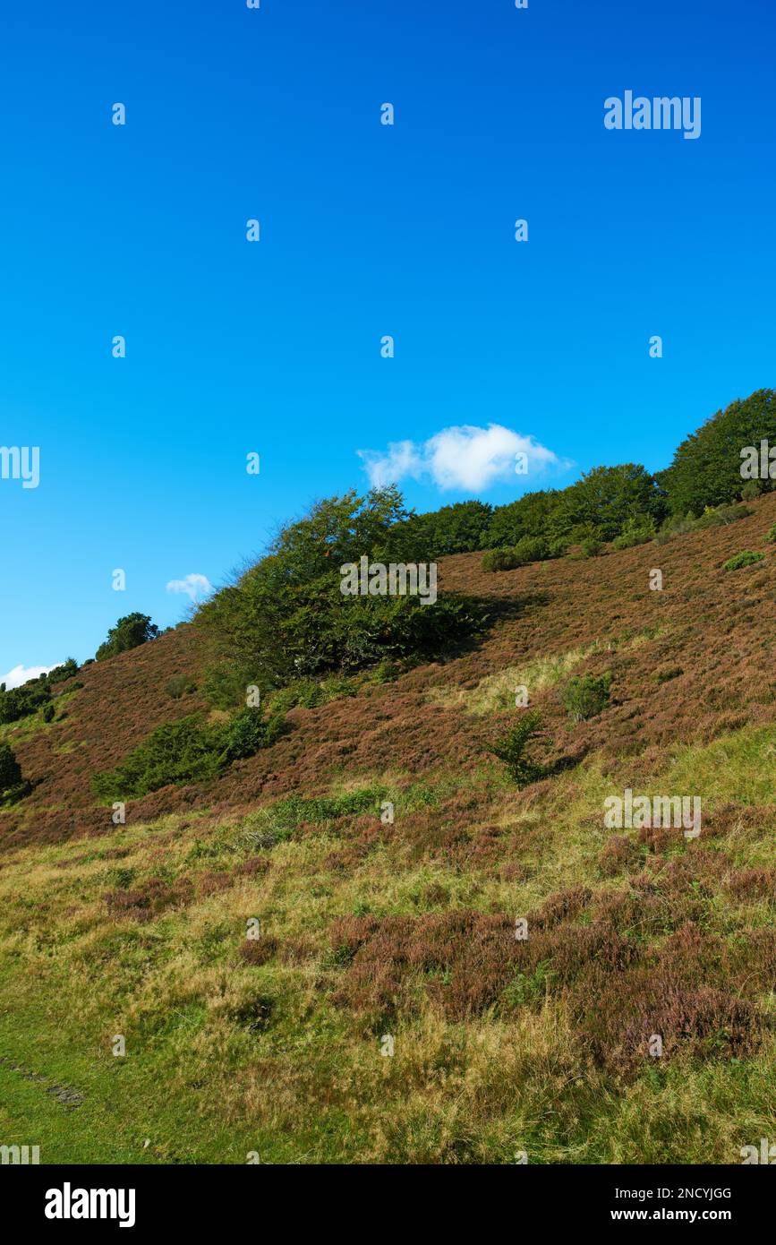 Nature in Denmark. A photo hills covered with heather - Rebild National ...