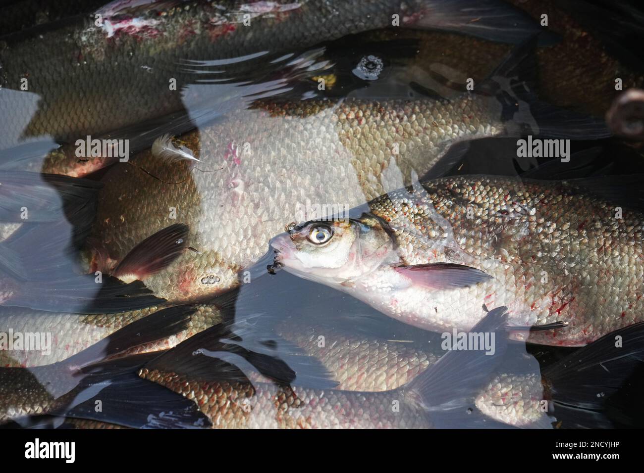 15 February 2023, Brandenburg, Havelaue/Ot Strohdene: Freshly caught ...