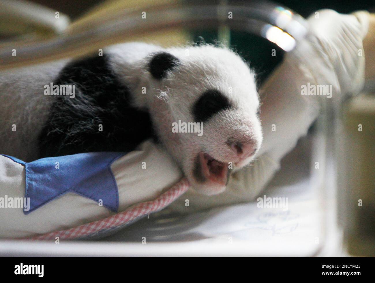 One of two newly born panda bears reacts in an incubator at the Zoo in ...