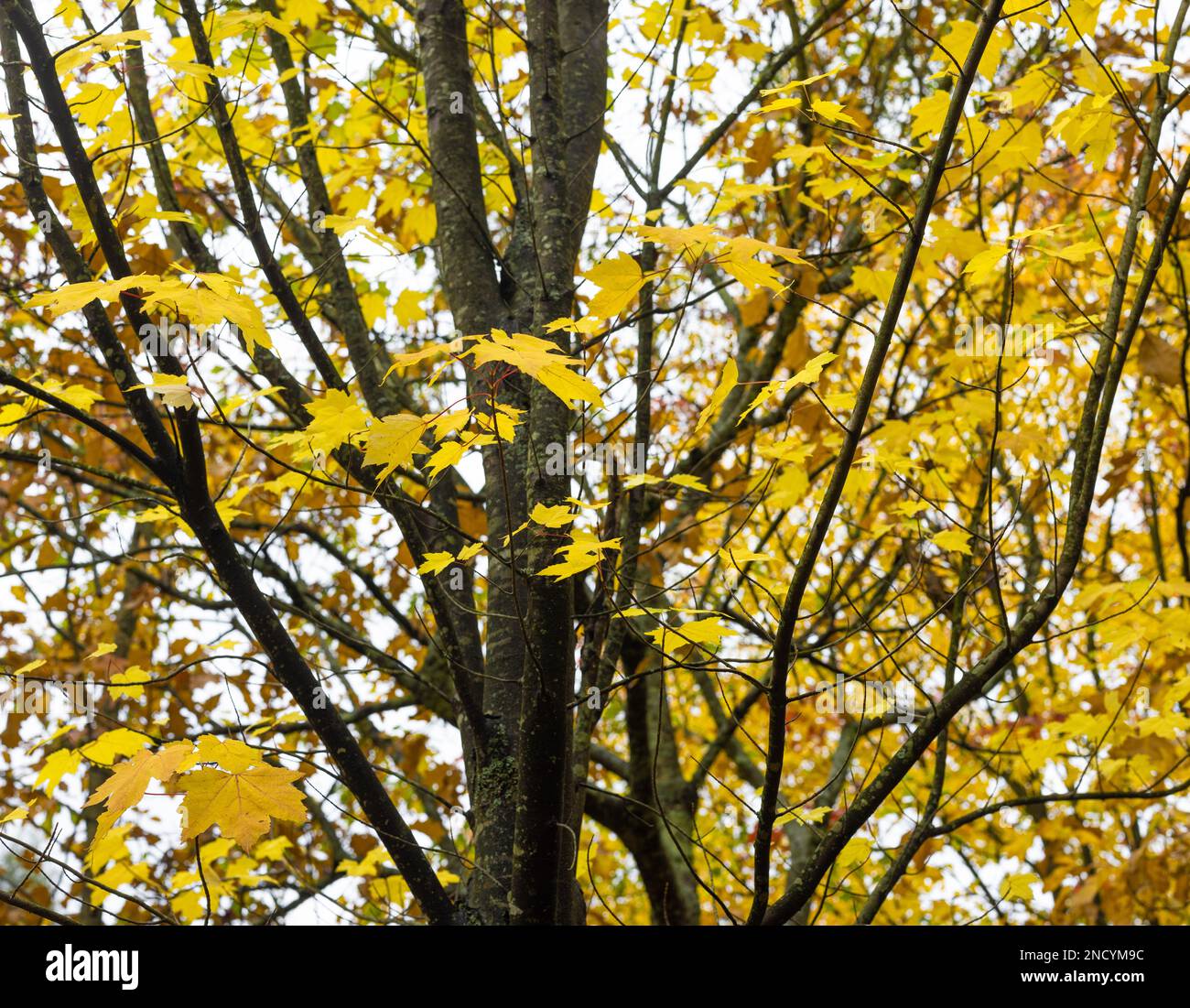 Colorful maple tree branches hi-res stock photography and images - Alamy
