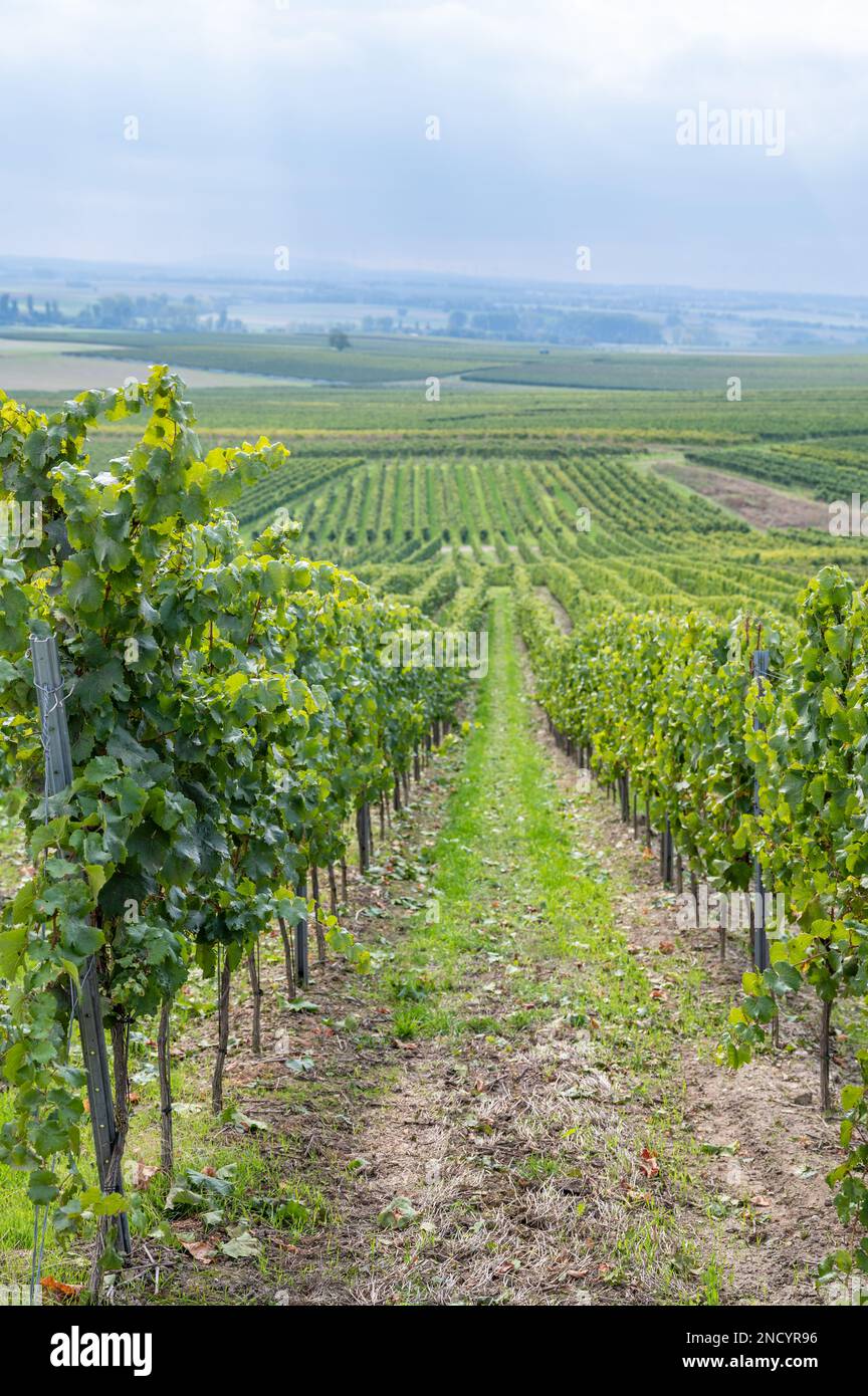 Vineyard with vine plants during september harvest season, grown plants ...