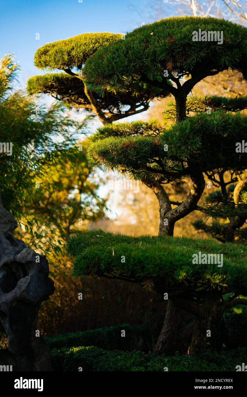 Majestic trees in a chinese garden during spring Stock Photo - Alamy