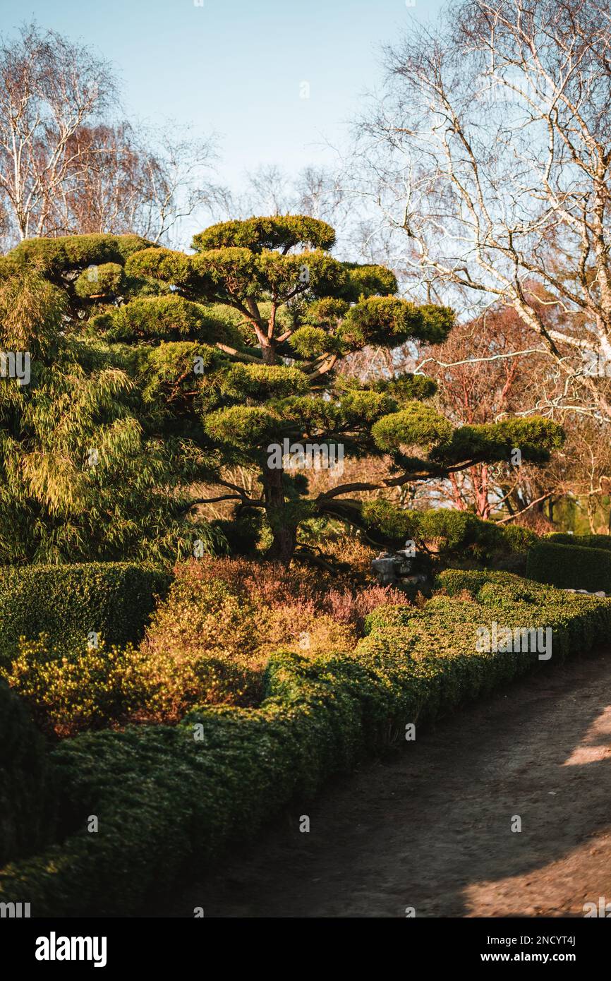 Majestic trees in a chinese garden during spring Stock Photo - Alamy