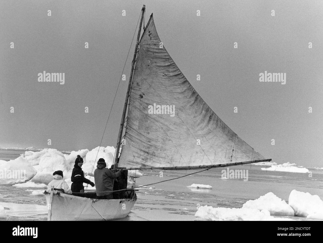 A walrus skin boat skippered by Roger Silook threads its way through ...