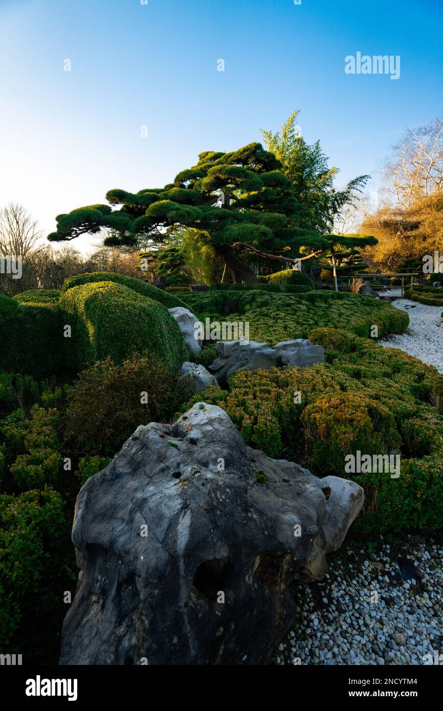 Majestic trees in a chinese garden during spring Stock Photo - Alamy