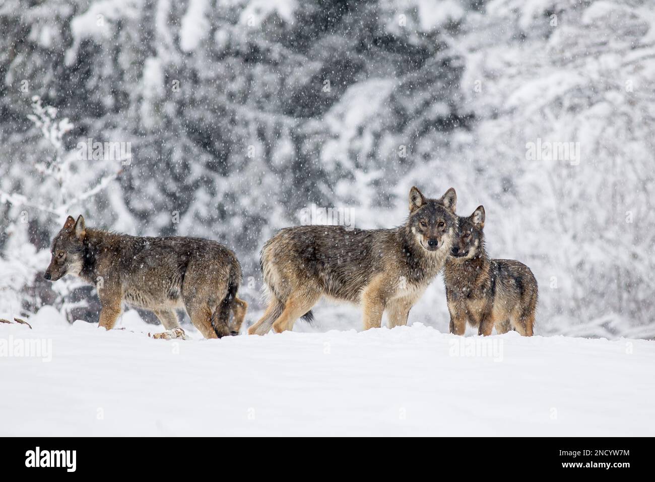 A pack of wolves in the winter scenery in Poland Stock Photo - Alamy
