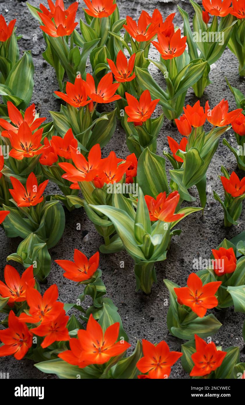 Red Tulipa praestans variety with multiple flowers per bulb. Tulipa ...