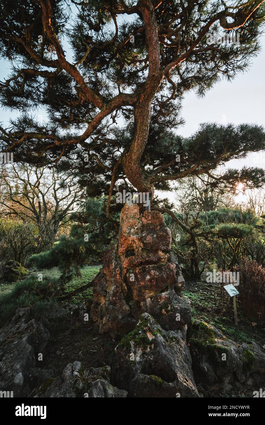 Majestic trees in a chinese garden during spring Stock Photo - Alamy