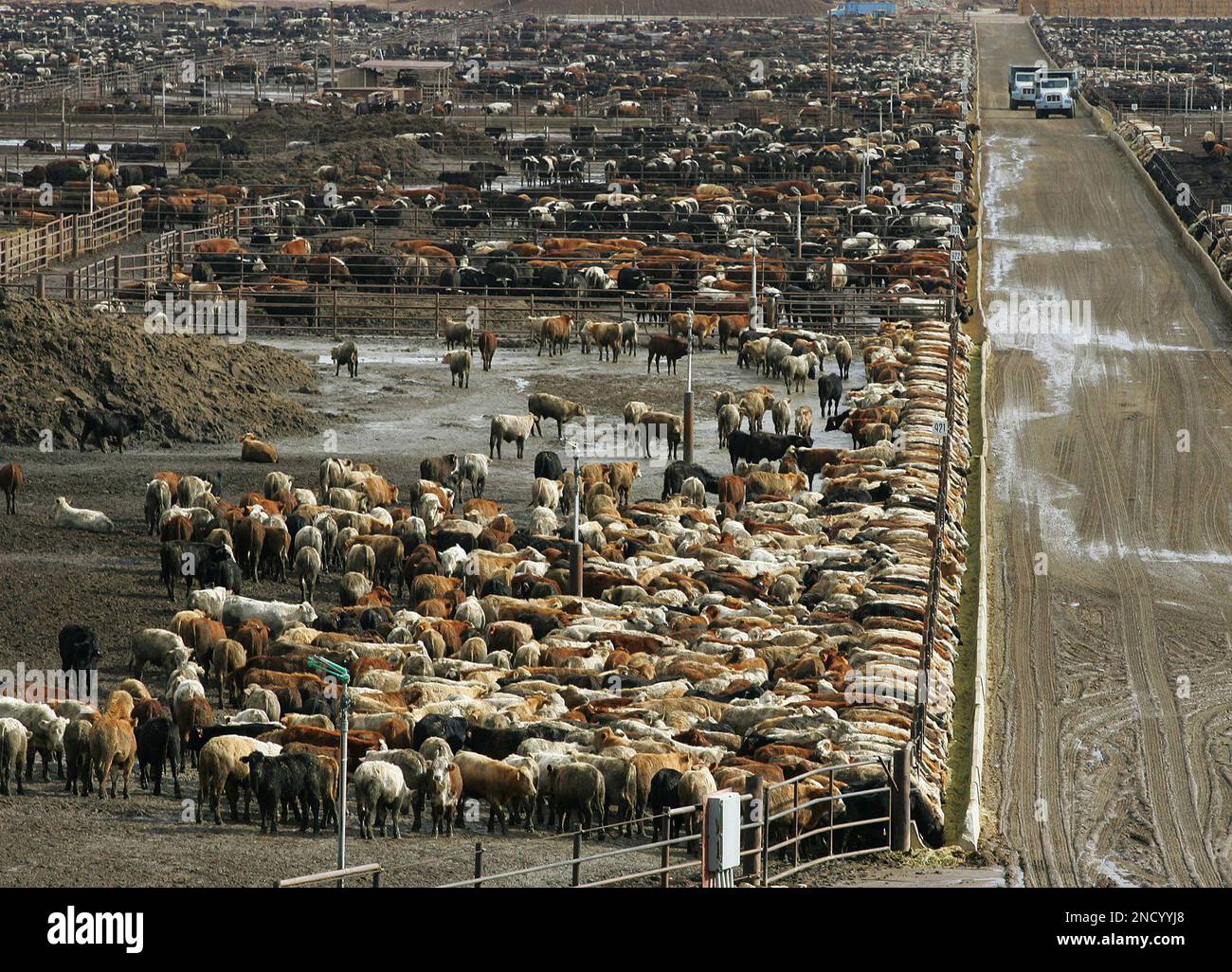FILE - In this Jan. 25, 2008 file photo, cattle are shown on Harris ...