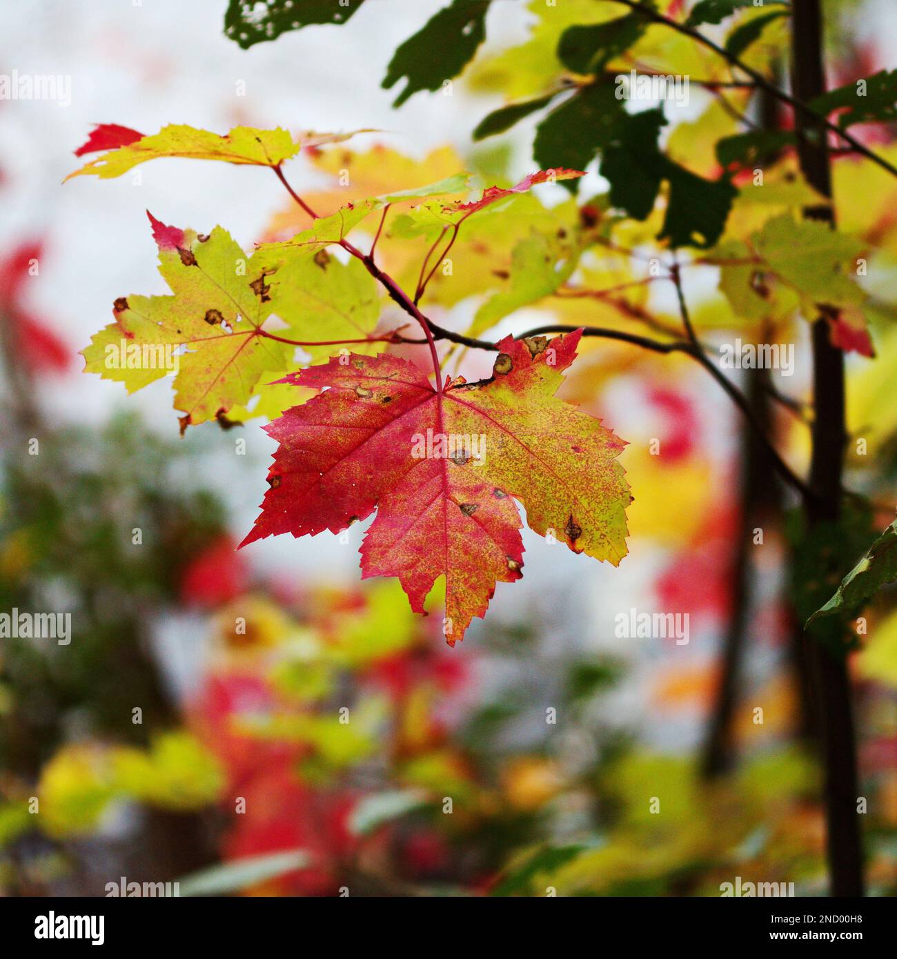A selective shot of colorful autumn leaves hanging from tree branches ...
