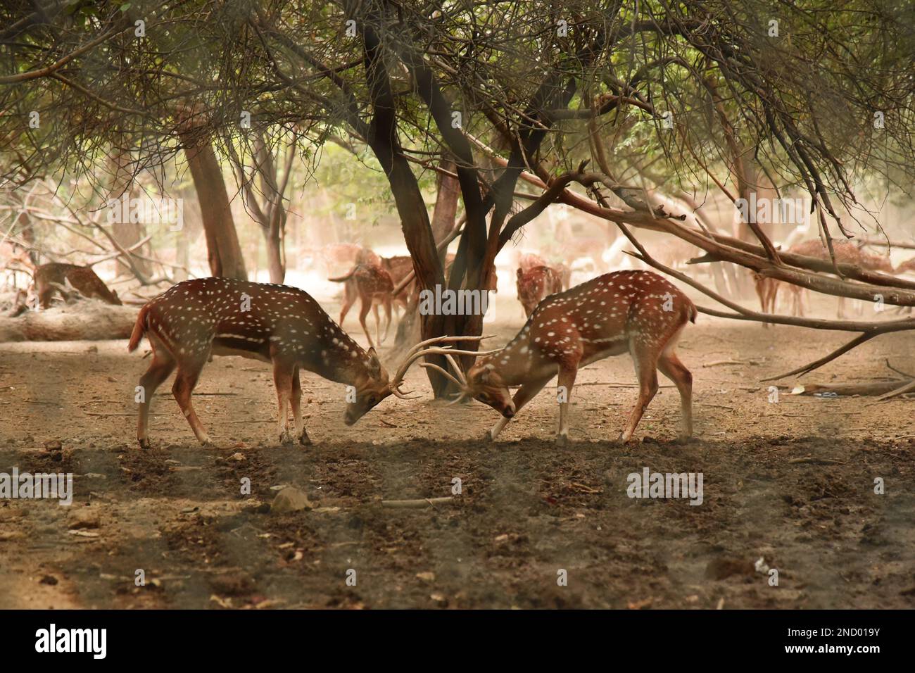 Chital cheetal axis known spotted hi-res stock photography and images ...