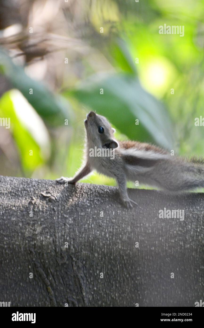 The Indian palm squirrel or three-striped palm squirrel (Funambulus ...