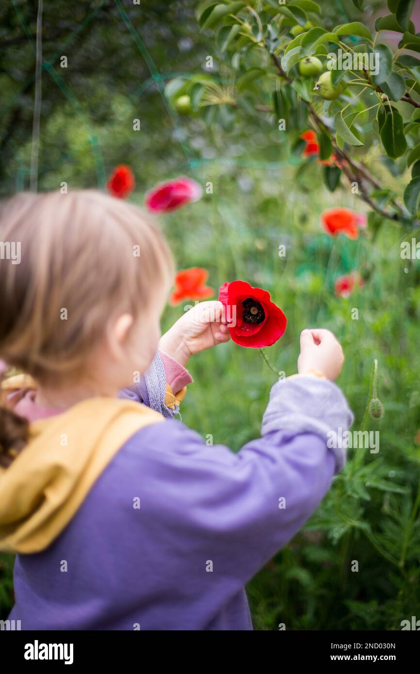 Little girl touching poppy flower in the garden Stock Photo - Alamy