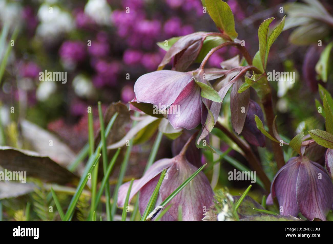 purple flower of hellebore in spring Stock Photo - Alamy