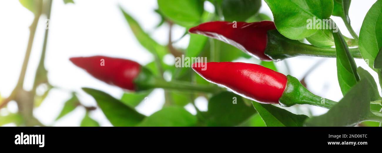 Red pepper plant with green leaves on a white background panorama, a ...