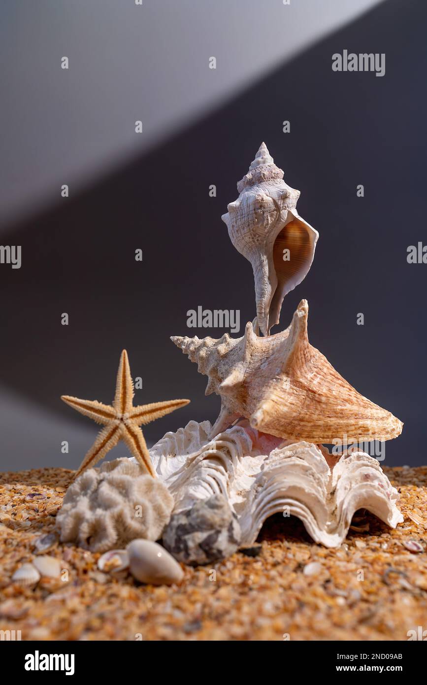 Pyramid of shells on the sand on a gray background, vertical photo ...