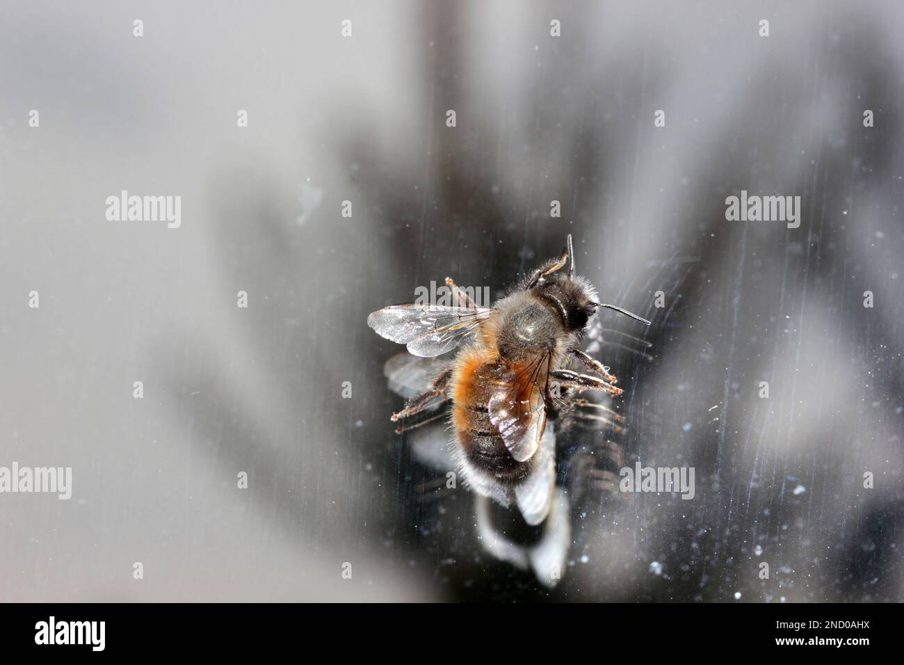 bee and its reflection on the glass Stock Photo - Alamy