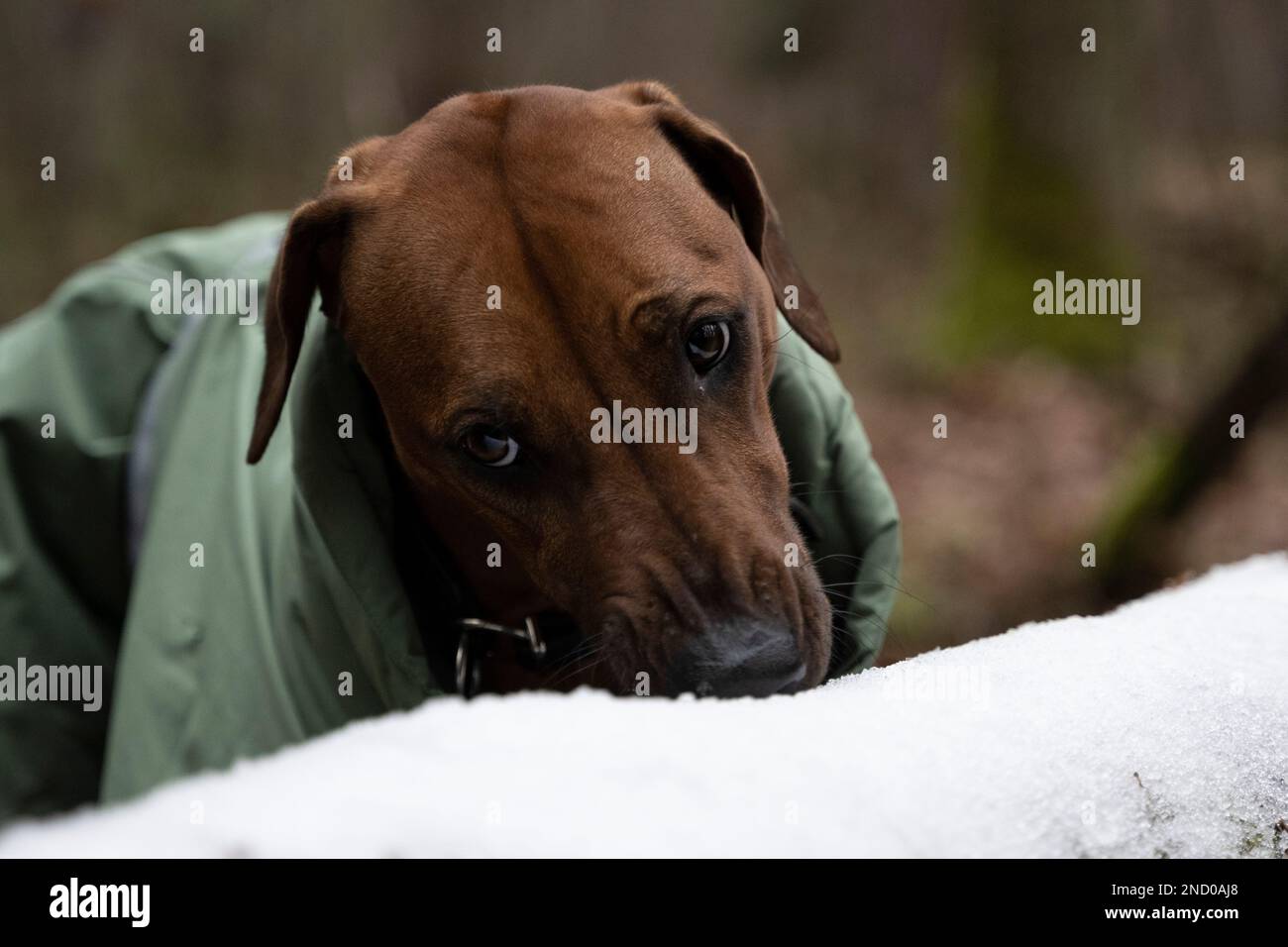 A brown dog wearing a winter coat and peering over a wall in a forest ...