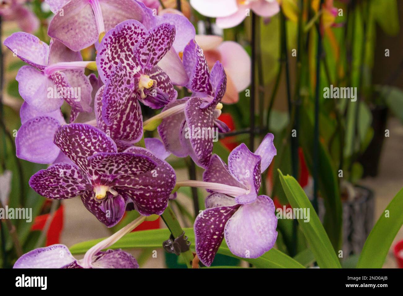 Grow an orchid. Purple striped phalaenopsis flower. Orchid flowers ...