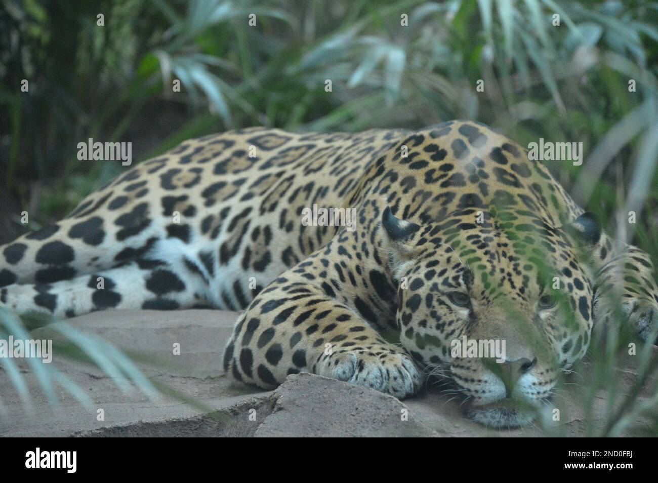 A gorgeous jaguar laying on the ground and resting its face on rocks ...